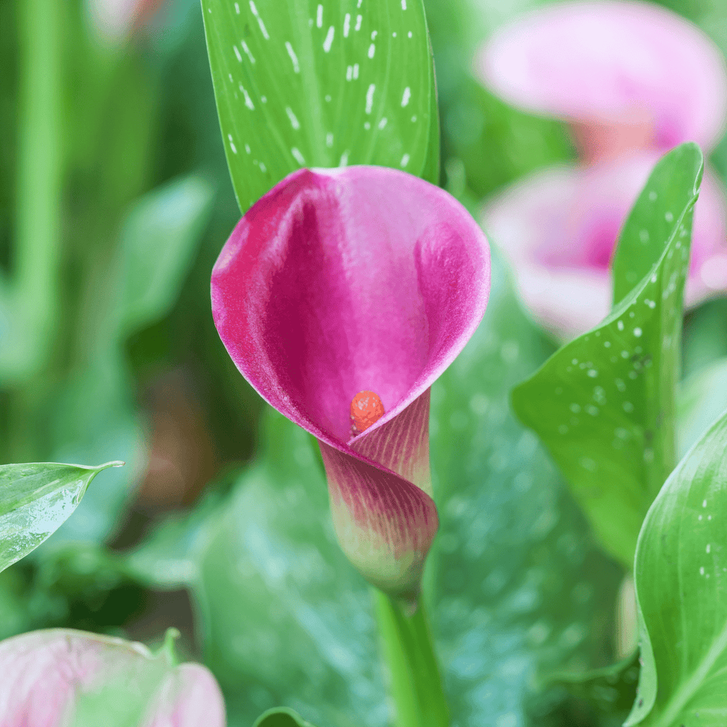 How To Care For A Calla Lily Outdoors