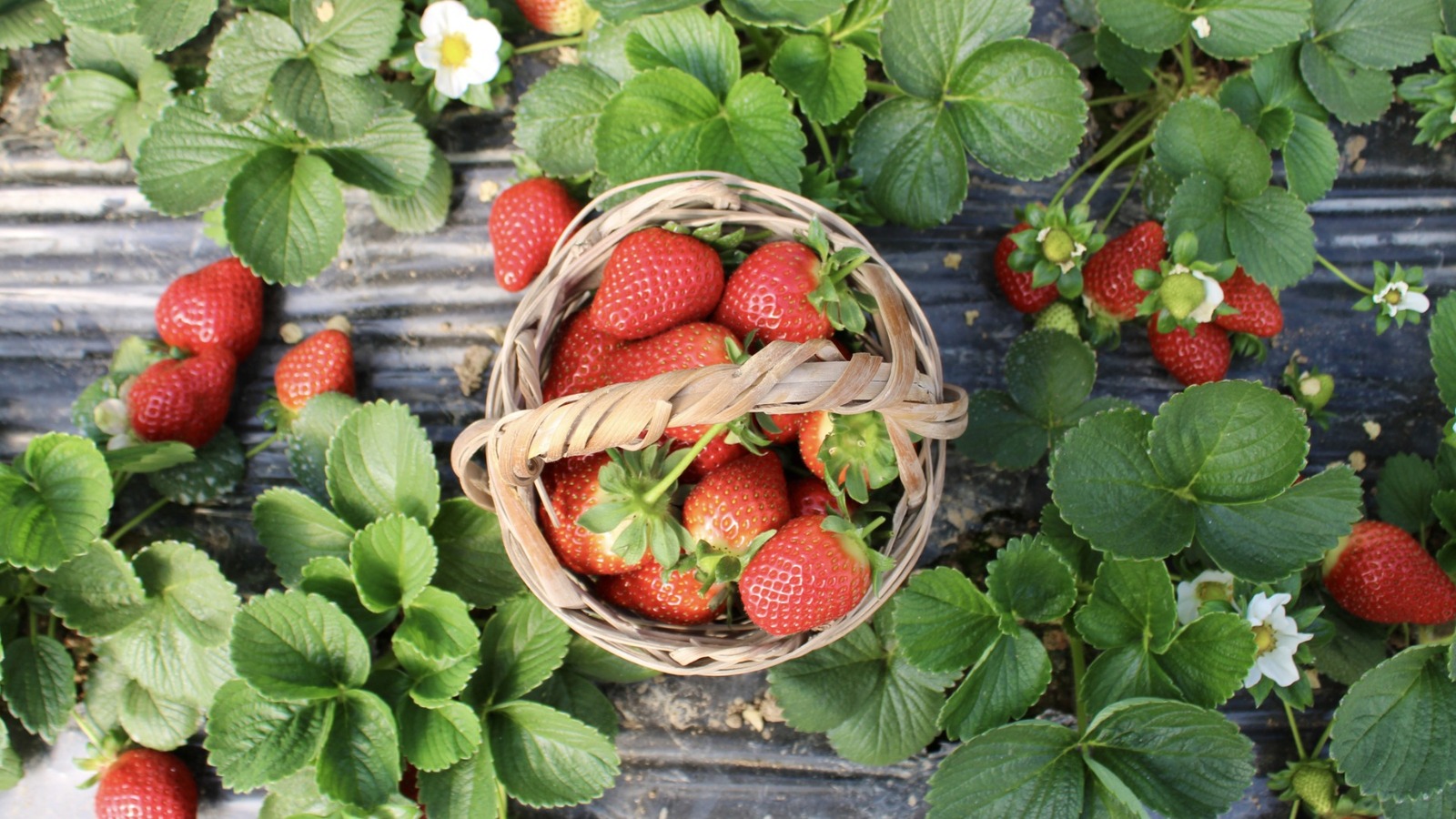 How to Garden Strawberries: Tips for Juicy Harvest - Garden