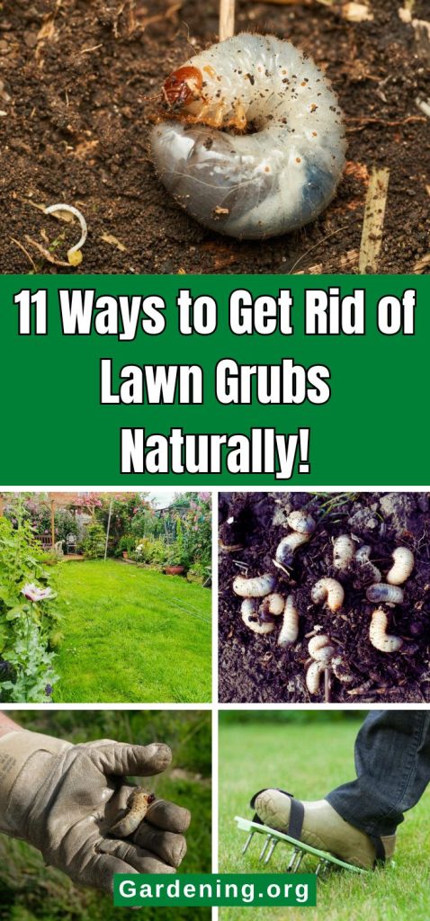 How to Get Rid of Grubs in a Vegetable Garden: Expert Tips - Garden
