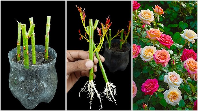How to Plant Rose in Garden: Step-by-Step Guide - Garden