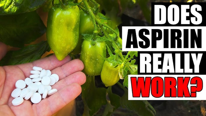 How to Use Asprin in Your Vegetable Garden: Boost Growth - Garden