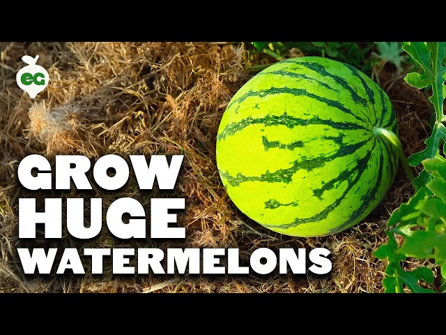 When to Pick a Watermelon from the Garden: Expert Tips - Garden